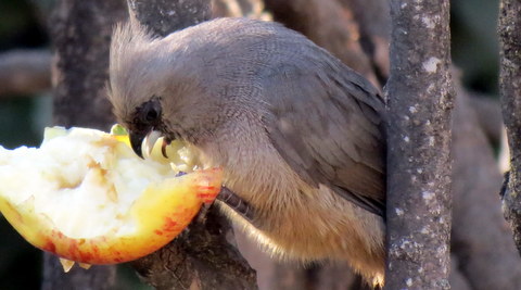 Speel-speel : muisvoël