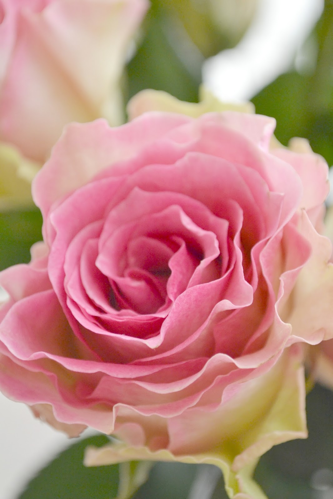 Jennelise: Pretty Pink Roses