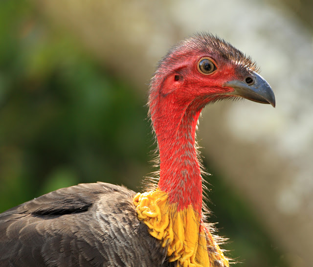 Australia Brush Turkey | The Life of Animals