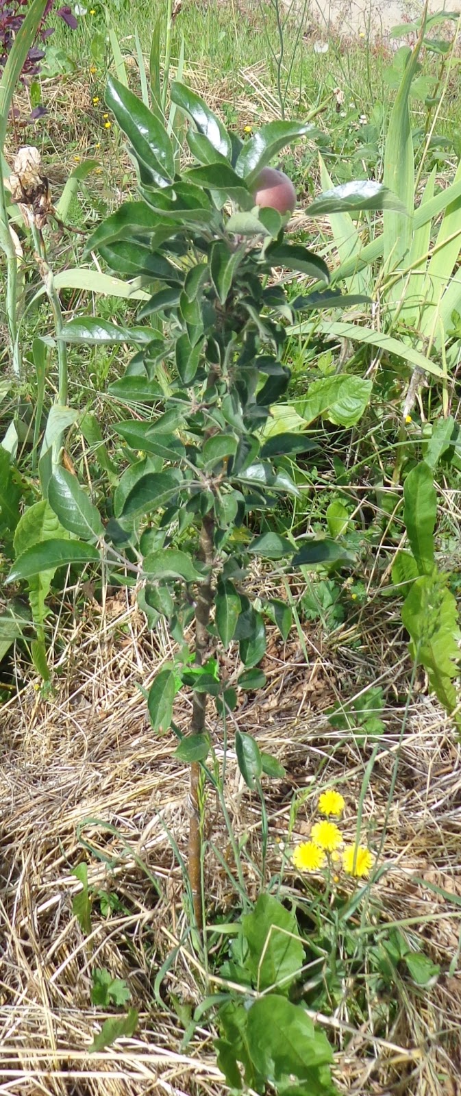 Daniel's Pacific NW Garden: Home Orchard