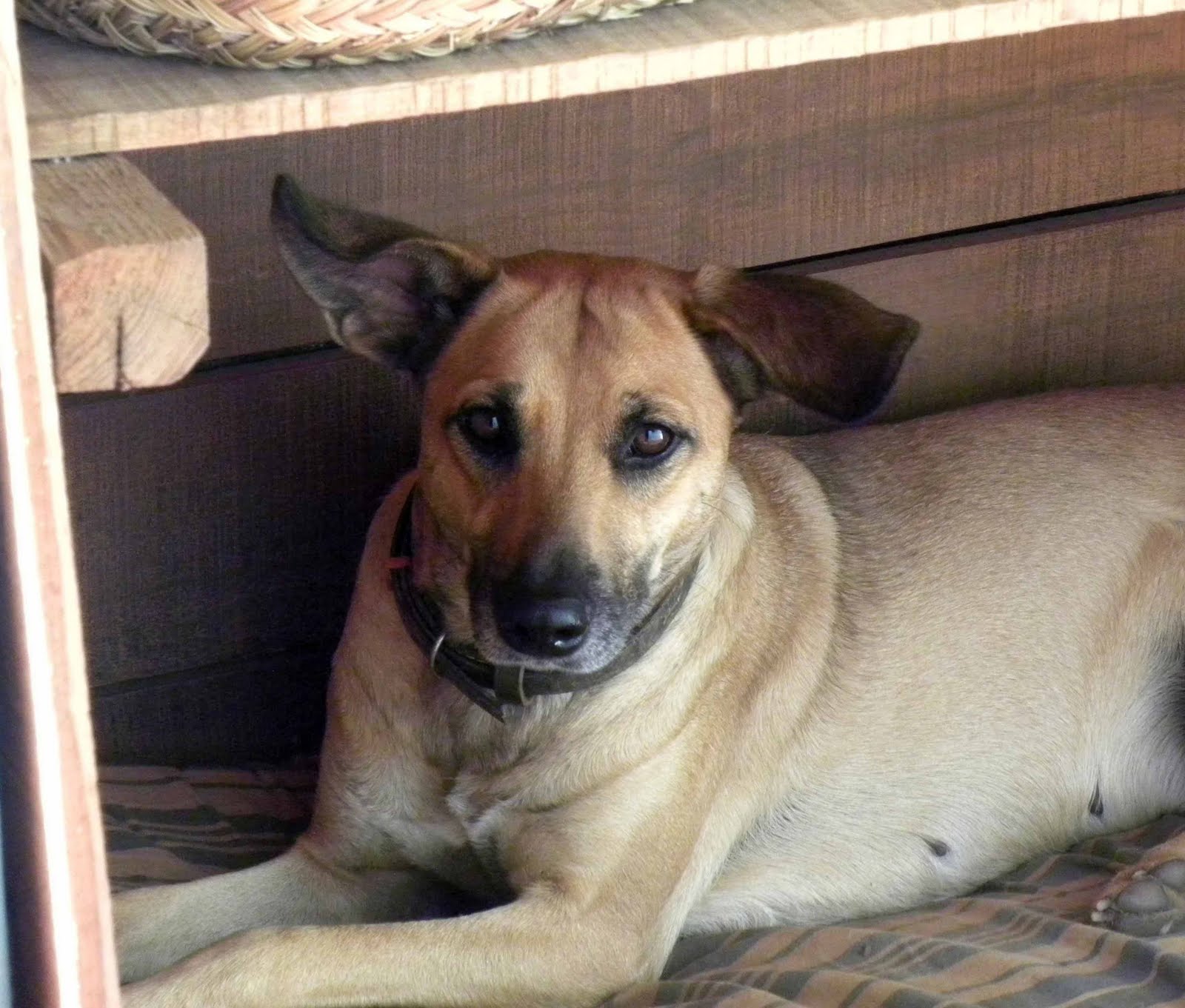 Carnet de loooong séjour: Giga et Desie, nos chiennes malgaches