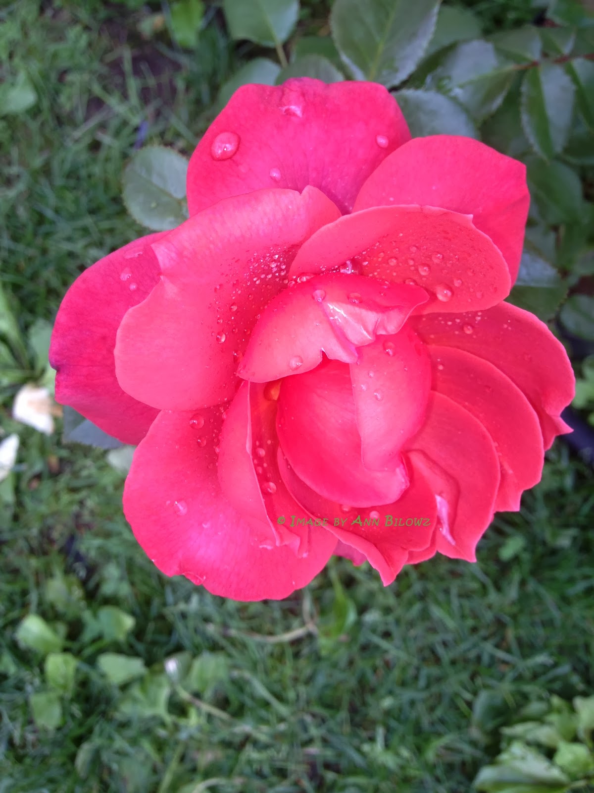 Annie's Gardening Corner: Task versus the Volcano