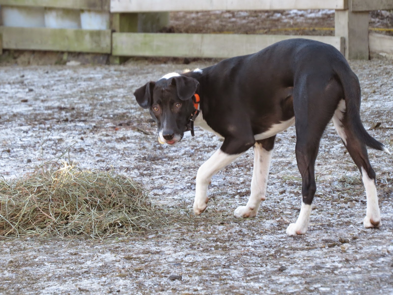 Frozen Poopsicles and Portion Control