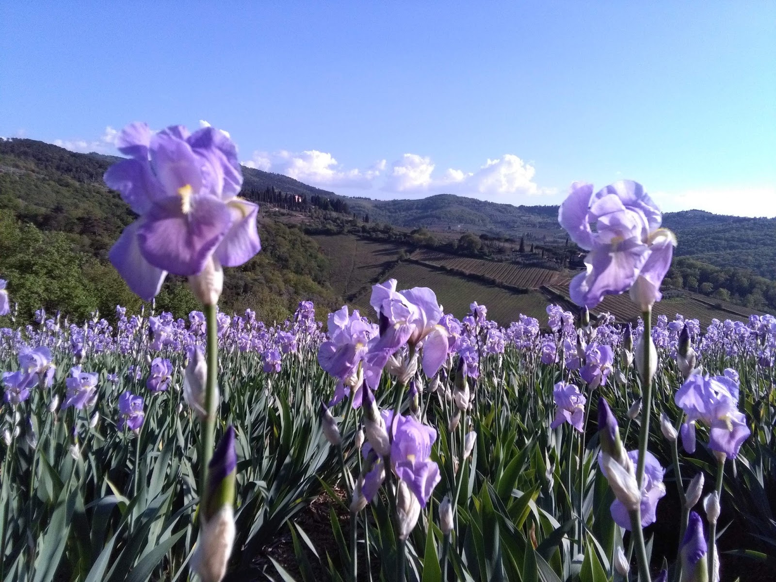 Fioritura dei Giaggioli nel Chianti