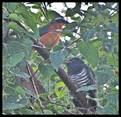 memorable meanders: Red-chested Cuckoo Juvenile