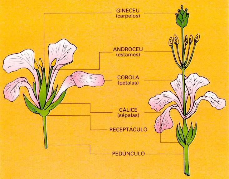 Ciências Biológicas: Morfologia Externa e Interna das Flores Típicas de ...