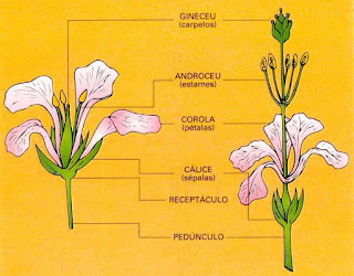 Ciências Biológicas: Morfologia Externa e Interna das Flores Típicas de ...