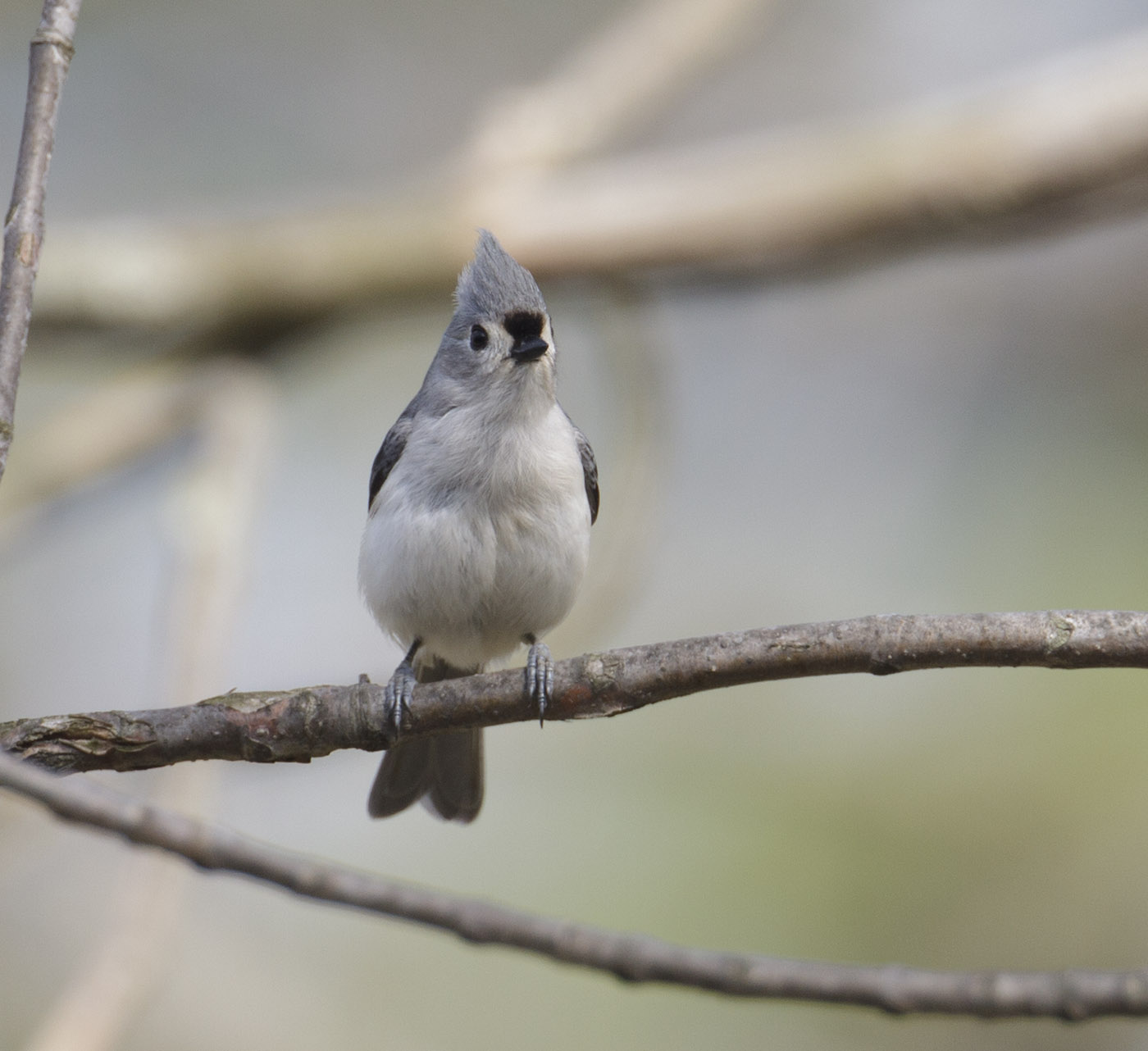 pewit: Tufted Titmouse