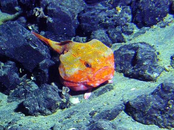 Marine Science Brawijaya: How Spooky Deep-Sea Creatures