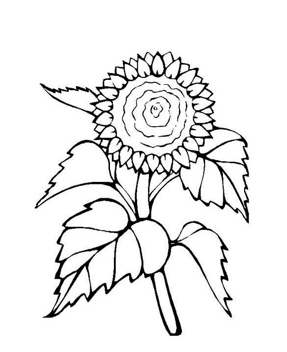 Gambar Mewarnai Bunga Matahari,Mawar,Tulip,Melati | gambarcoloring