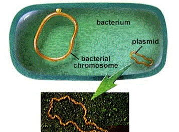 BIOLOGIA MOLECULAR: TAREA UNIDAD 9