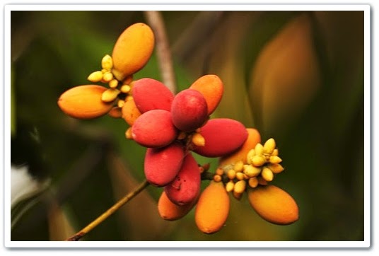 Manfaat khasiat Daun Melinjo Dan Biji Melinjo | Camilan Keluarga