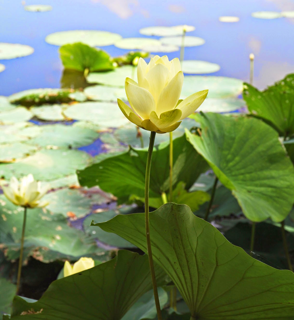 Southern Lagniappe: Claiborne County Lotus Flowers