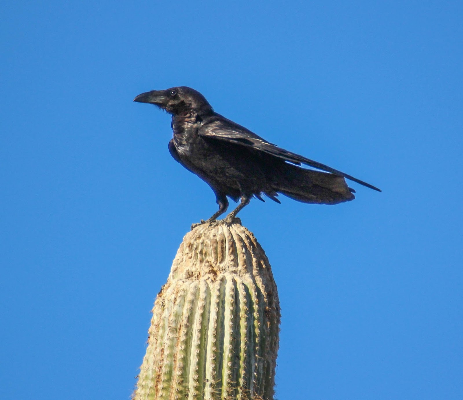 Cannundrums: Chihuahuan Raven