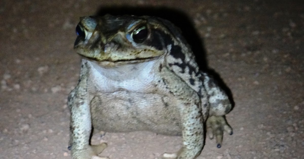 Blog do Ademir Carosia: Sapo cururu