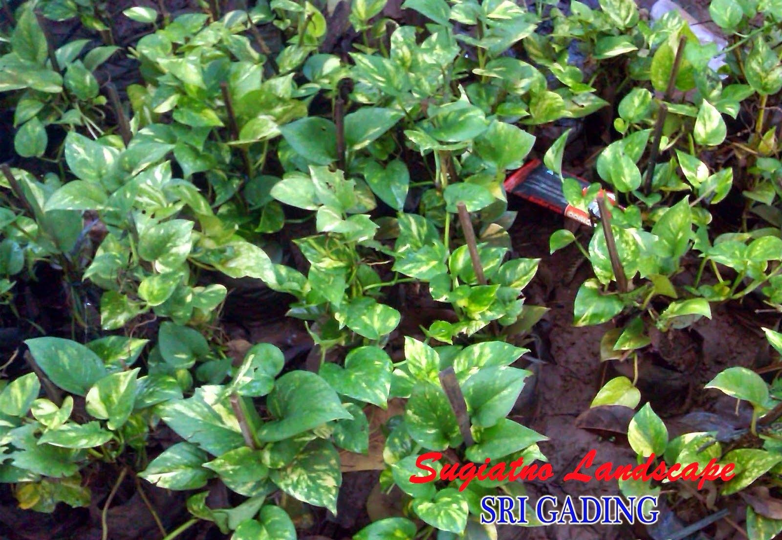 Tanaman rambat | memilih aneka tanaman rambat yang kuat | Tukang Taman