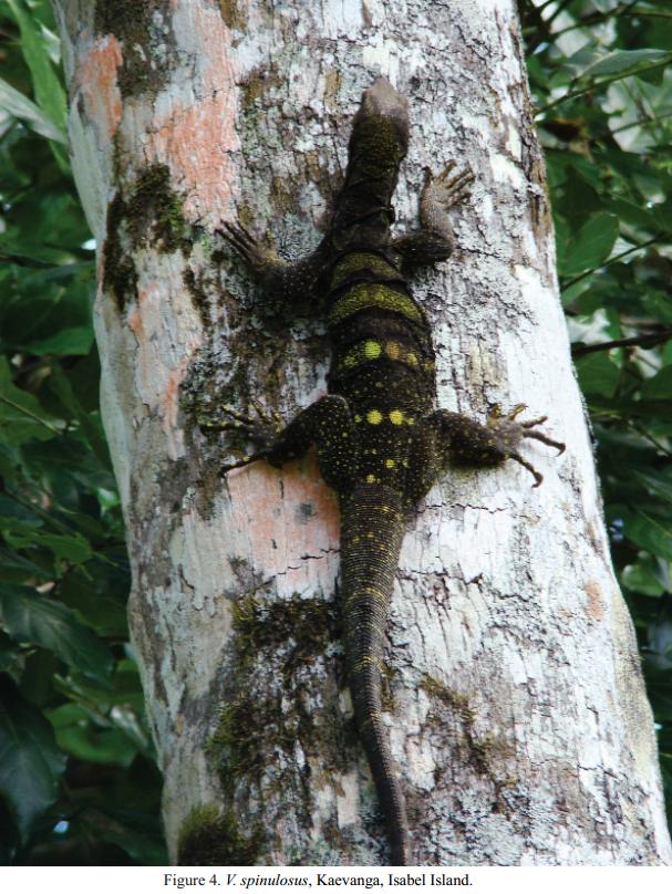 Species New to Science: [Herpetology • 2008] Field Observations on ...