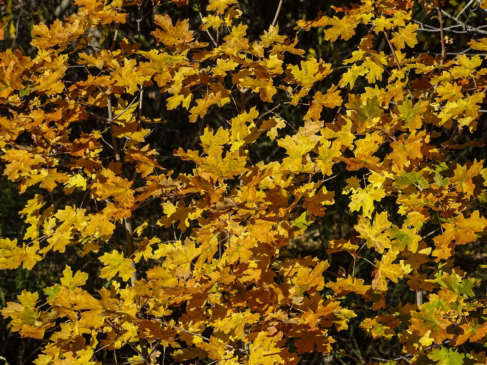 Walking Arizona: Early Fall Color