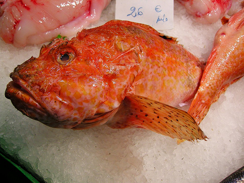 Behind the French Menu: Rascasse - The Scorpion or Sea Robin family of ...