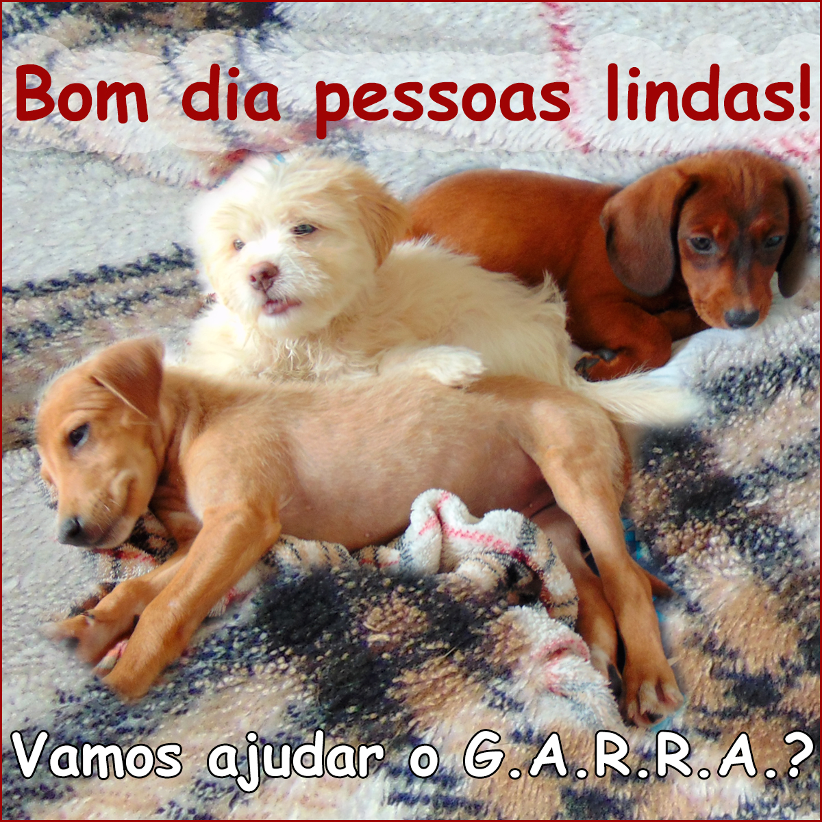 O G.A.R.R.A. precisa da sua ajuda!