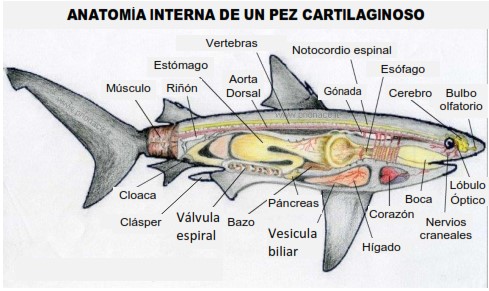Introducción al conocimiento de los Peces: 2016