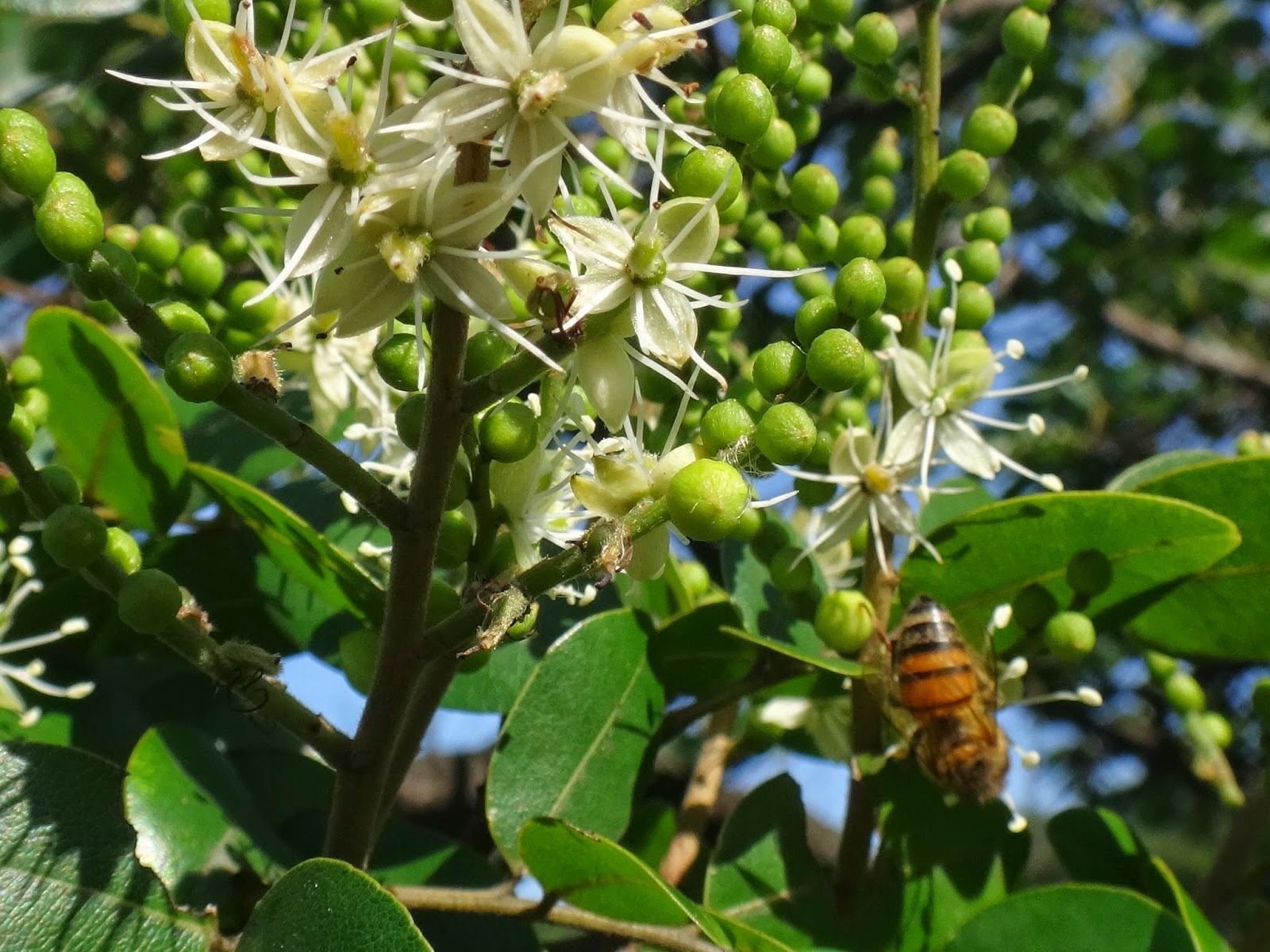 Uma flor por dia: Copaíba