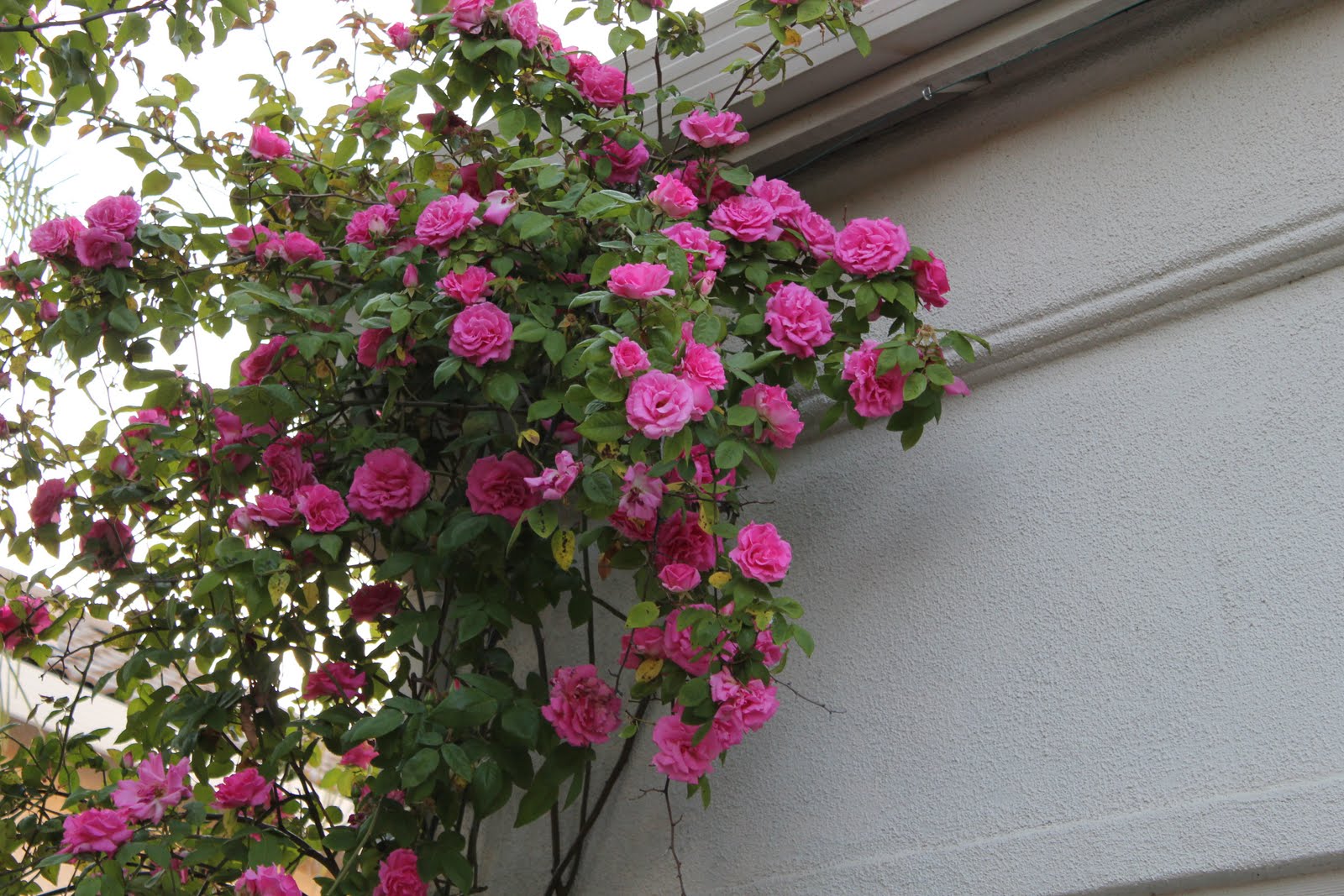 Mastering Horticulture: Vibrant Pink 'Zephirine Drouhin'
