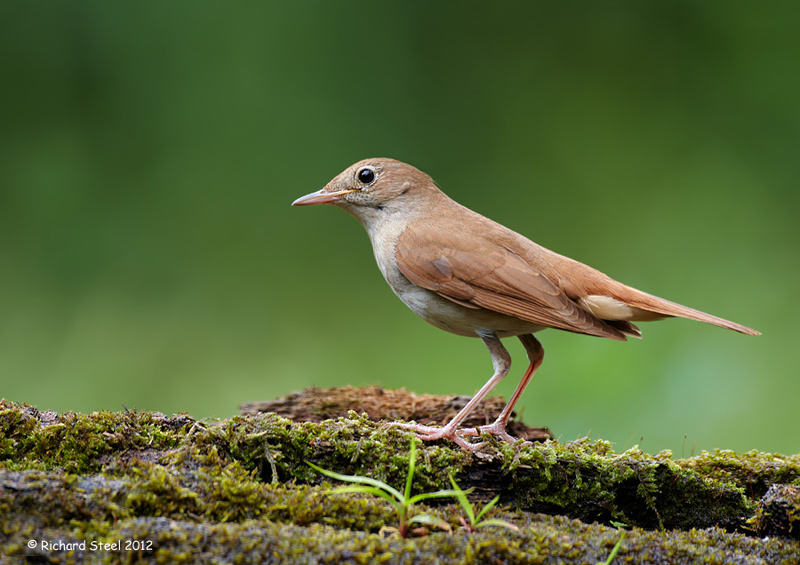 Wildlife Photographic Journals