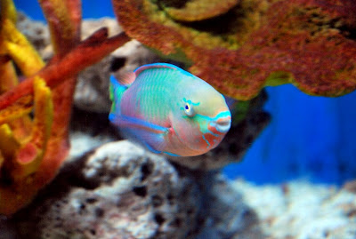 Fishes Fin: Quoys Parrotfish