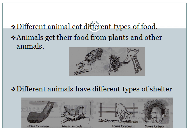 Welcome To Miss Ng Science s World Basic Needs Of Animals Welcome To Miss Ng Science s World Basic Needs Of Animals