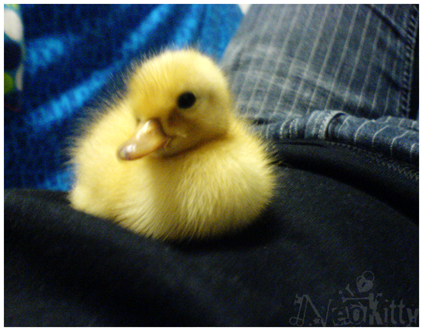 Yellow Duck | Global Wallpapers