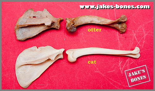 Abraham, my new otter skeleton : Jake's Bones