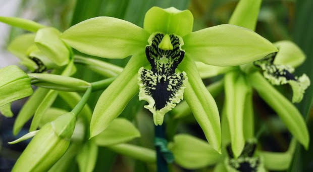 Anggrek Hitam, Flora Khas Kalimantan yang Terancam Punah