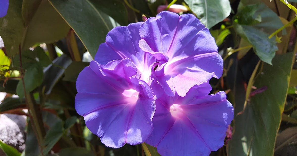 HOW TO GROW THE MORNING GLORY FROM SEED |The Garden of Eaden