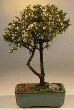 Bahama Berry Bonsai Tree - About Bonsai