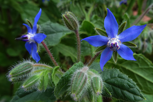 Intelliblog: ALL ABOUT BORAGE
