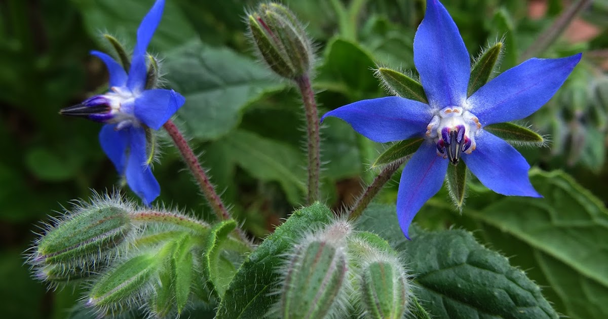 Intelliblog: ALL ABOUT BORAGE