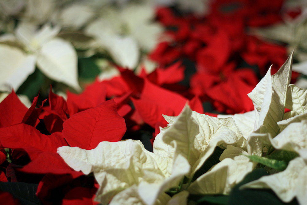 Suomi Tour: Viherpajan joulu