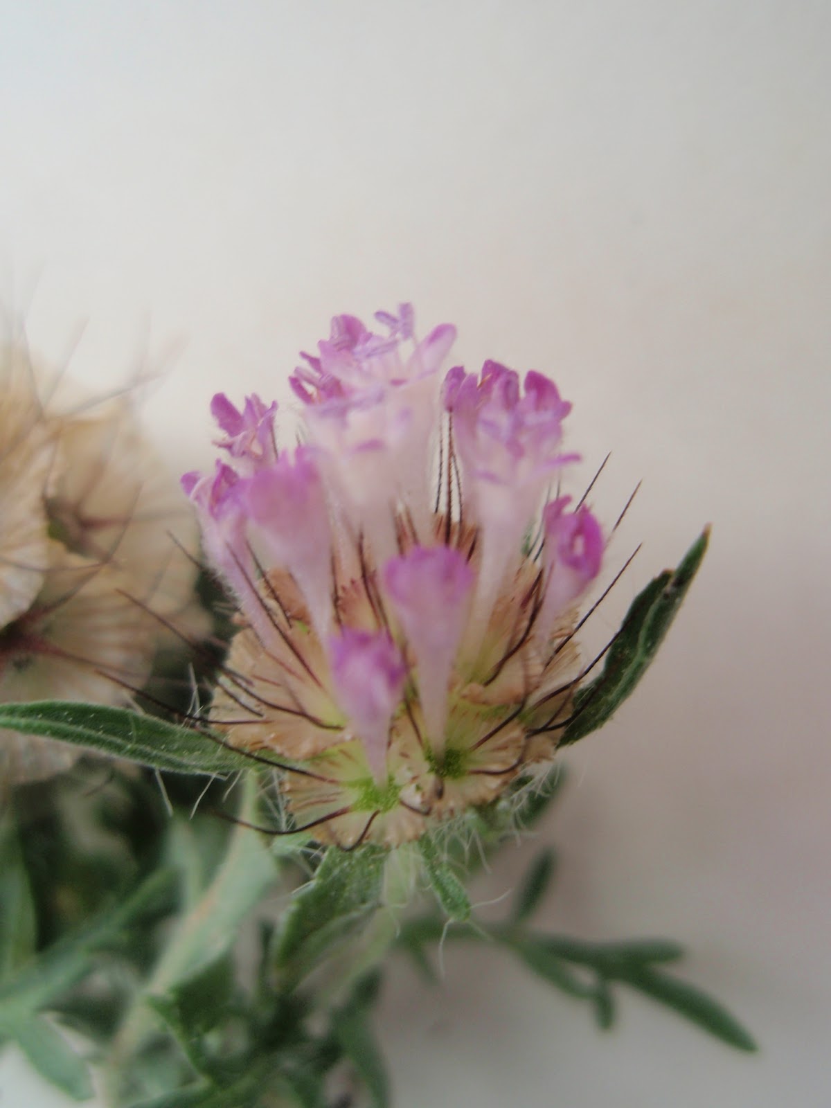 HERBARIO VIRTUAL DE BANYERES DE MARIOLA Y ALICANTE: Scabiosa stellata ...