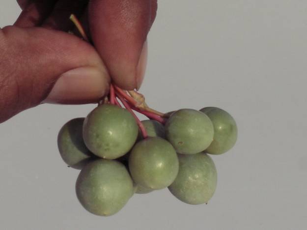 Rajasthani dry fruits- Kair-sangari | Culture of Rajasthan