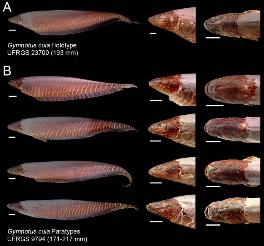 Species New to Science: [Ichthyology • 2018] Gymnotus cuia • Revision ...