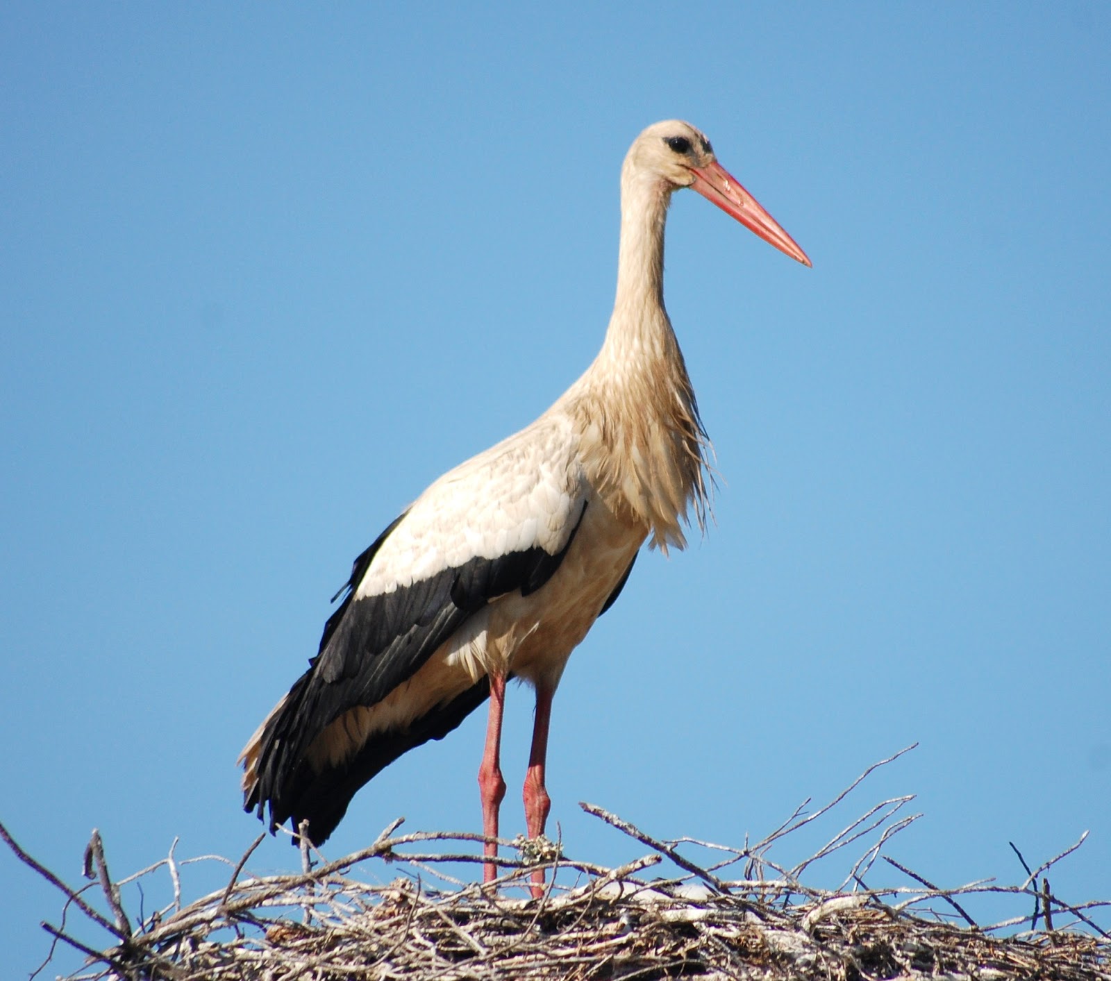 Imagens da vida animal: Cegonha-branca (Ciconia ciconia)