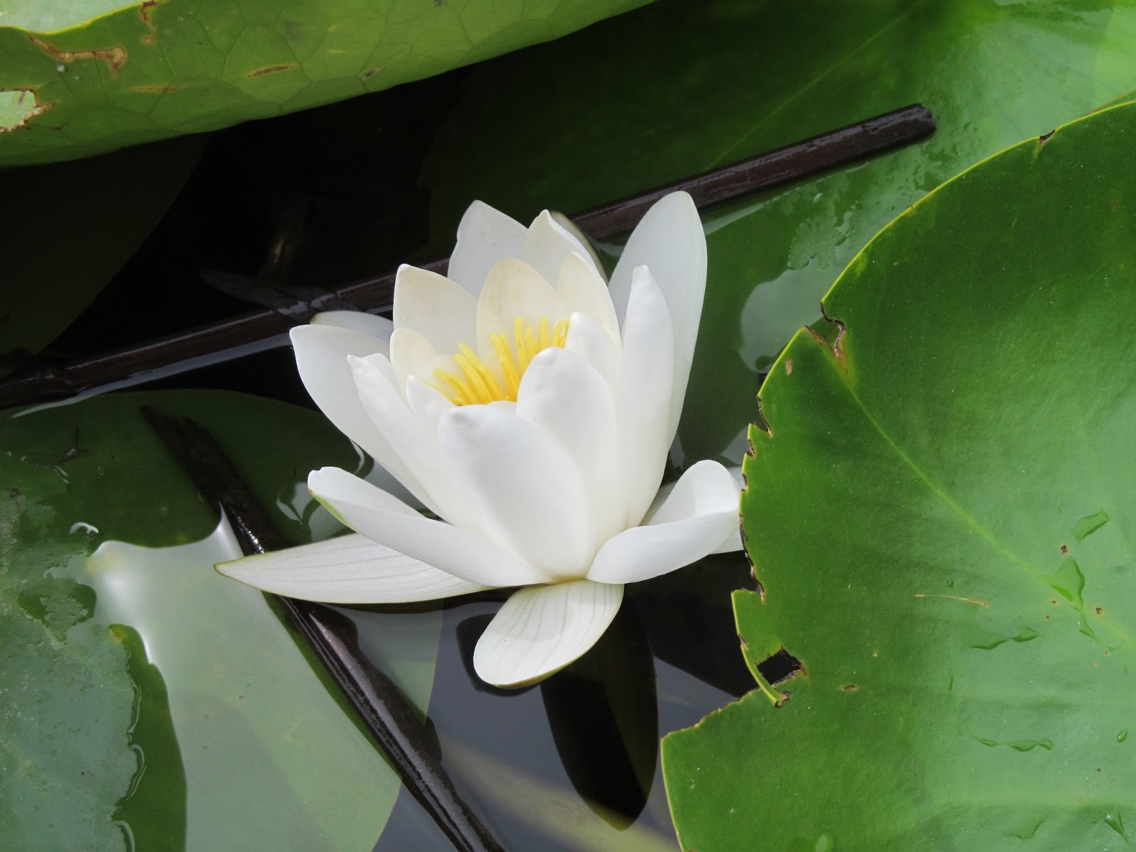 nufar alb sfantu gheorghe delta dunarii