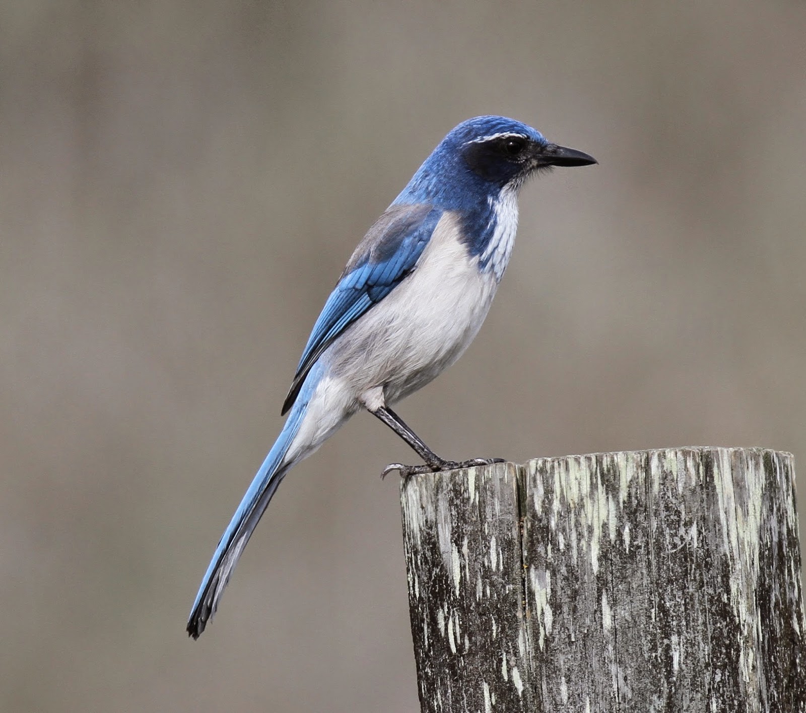 Murfs Wildlife : Blue Jays