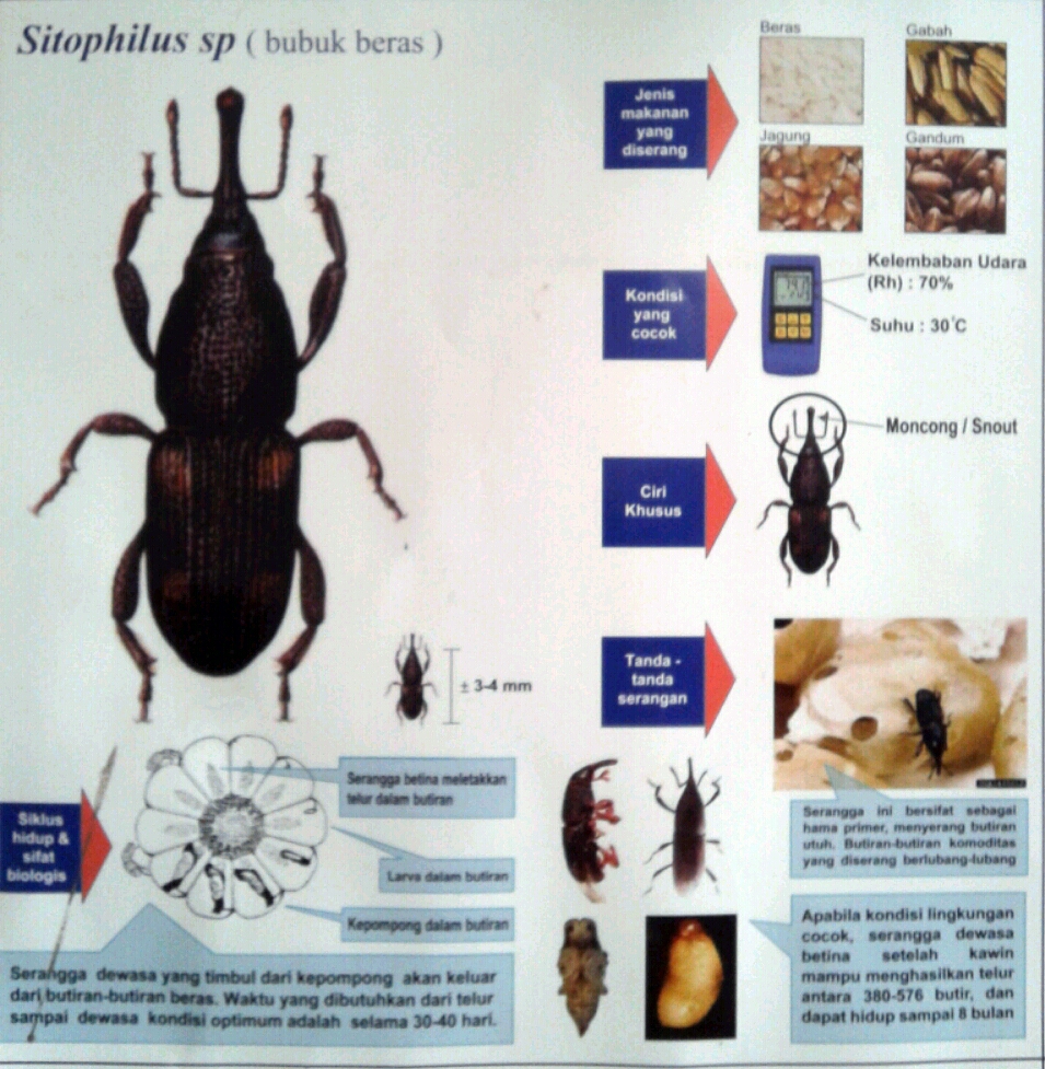 Jenis-jenis Hama Gudang Beras ~ blog sukasuka