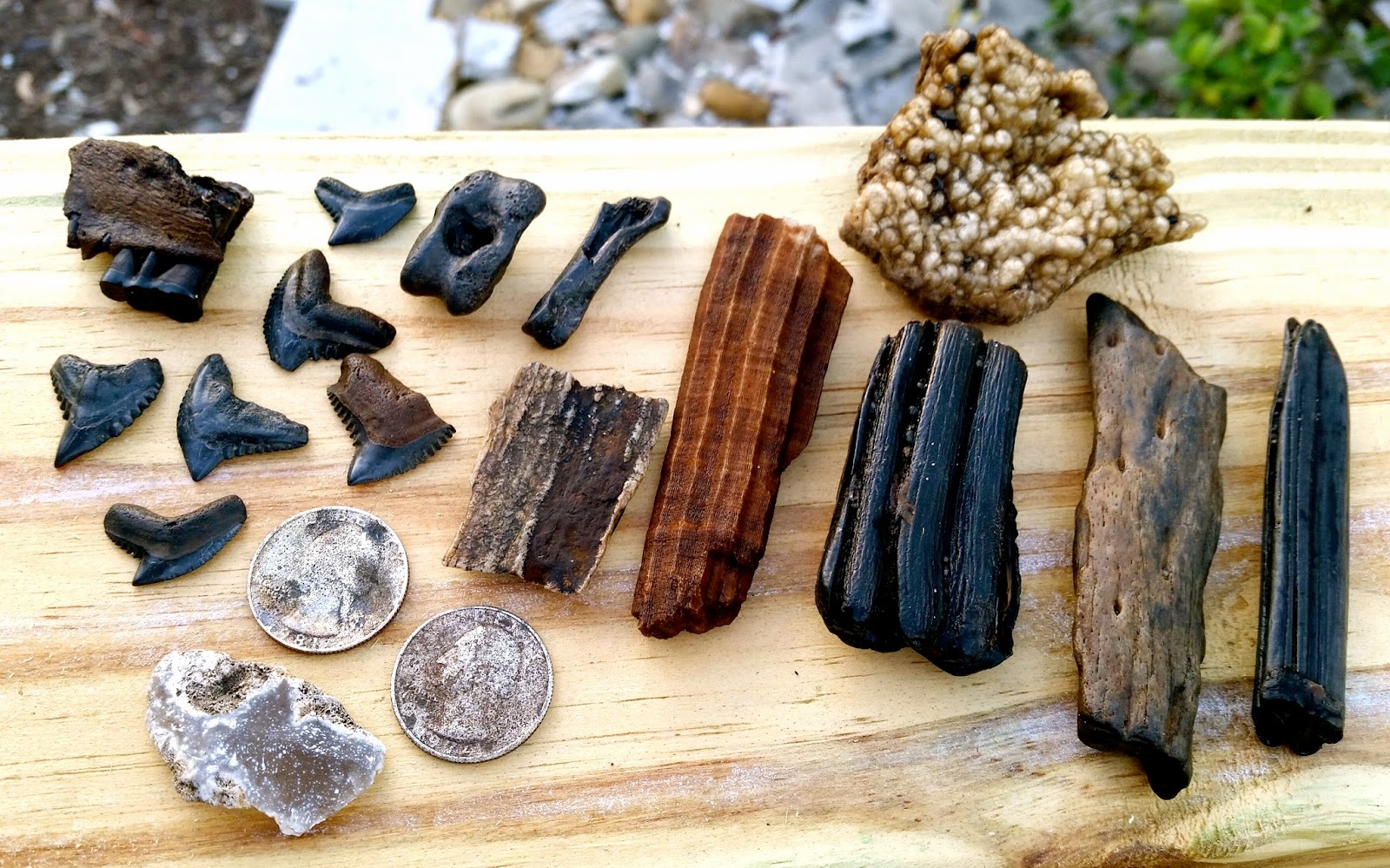 Zookeeper Fossils: January 2015