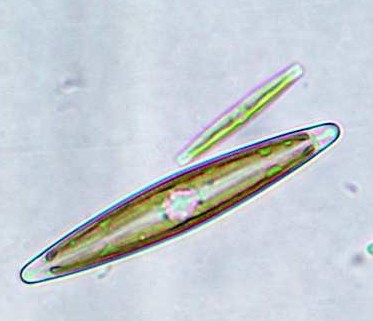 Informes Biología Vegetal : 2016