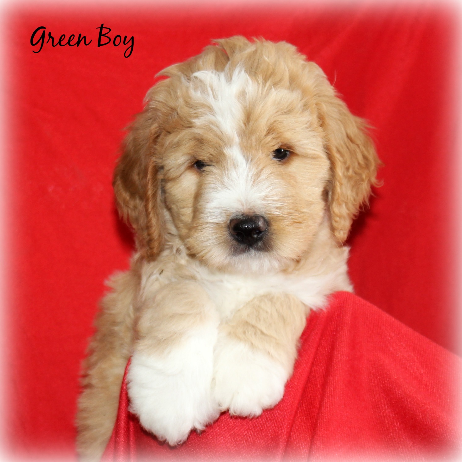 Bernedoodle Puppies (Bernesedoodle / Bernese Mountain Doodles)