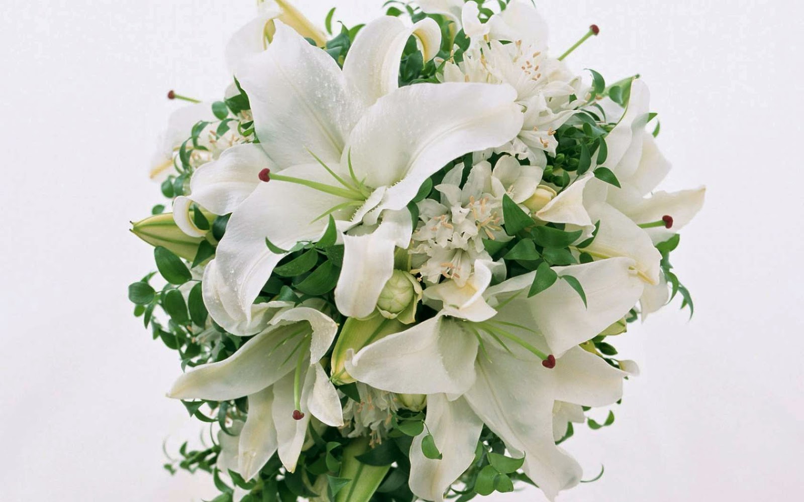 Short Guide to White Flowers - Flower With Styles