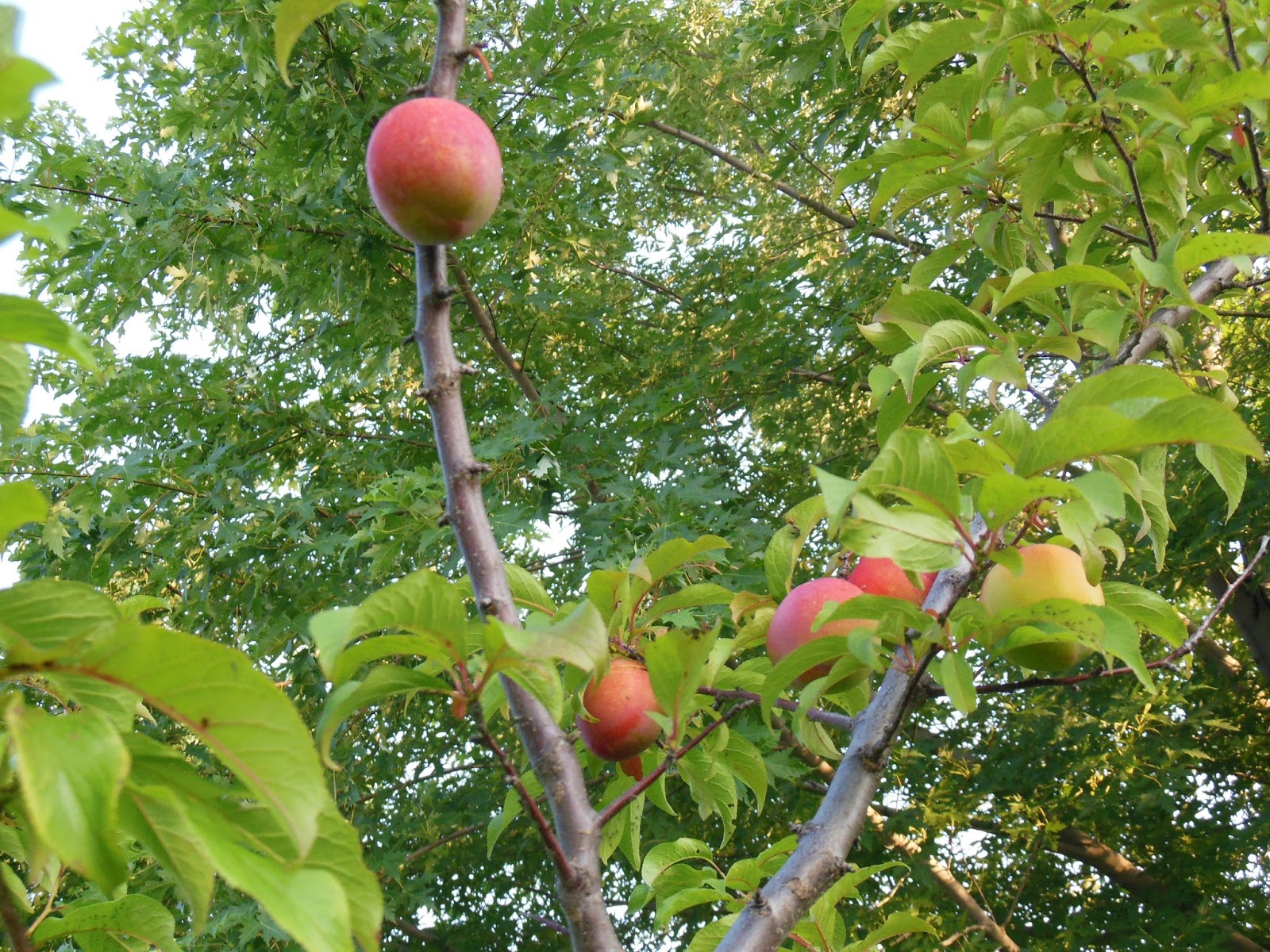 Welcome to My Random Garden: August 2013